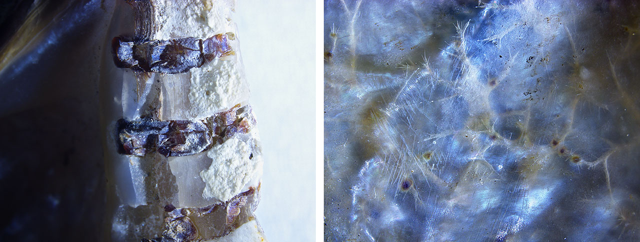 Shell Blister on an Isognomon isognomon Shell