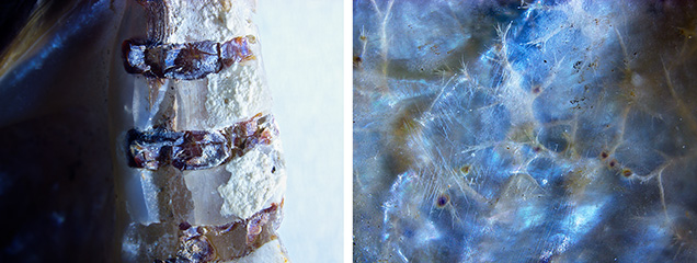 Shell Blister on an Isognomon isognomon Shell