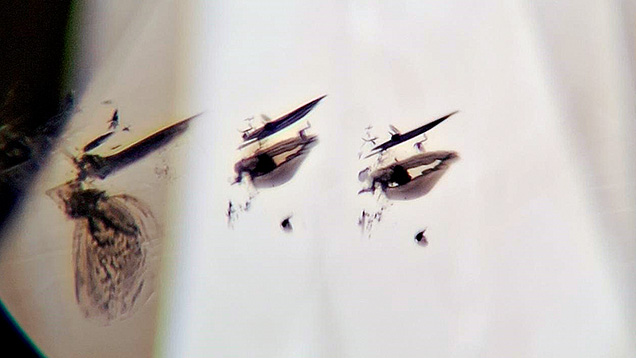 Diamond Inclusions “Watching a Fly”