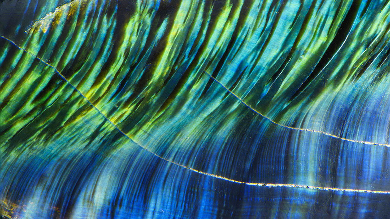 Iridescent Gems Cut from Hinge Ligament of South Sea Pearl Oyster ...