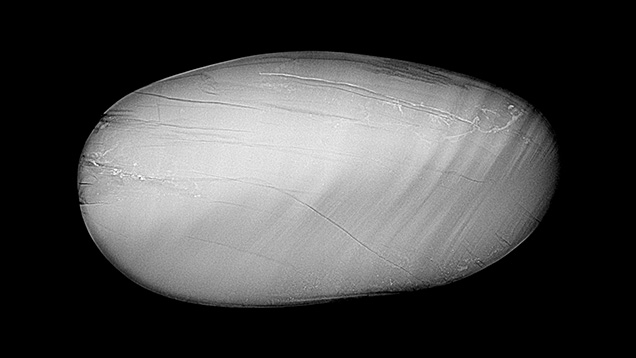 Iridescent Gems Cut from Hinge Ligament of South Sea Pearl Oyster ...